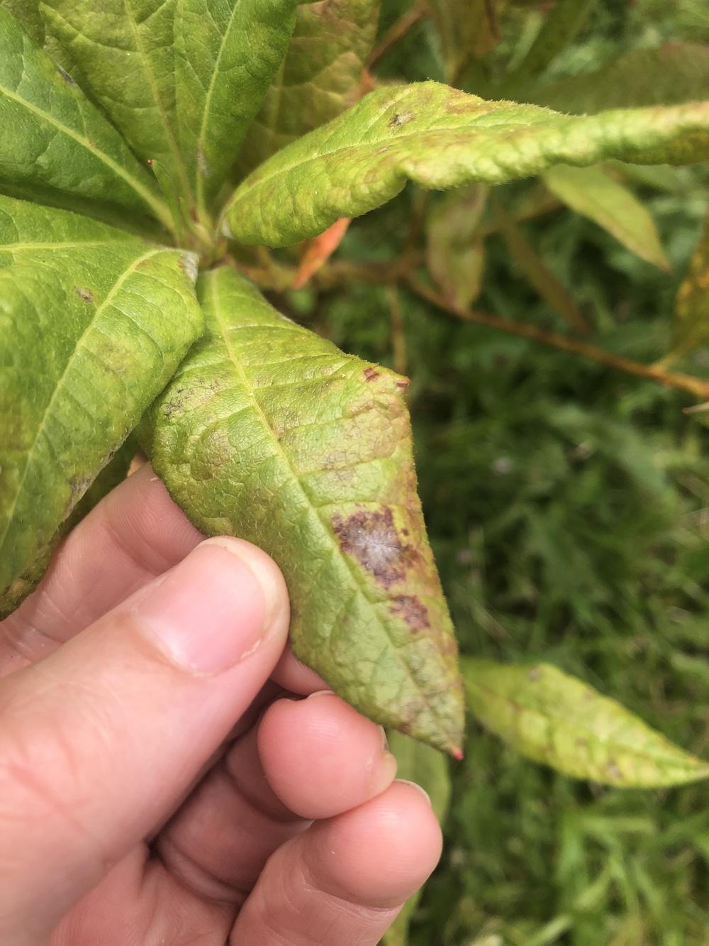 Western Azalea Leaf Drop in the Pacific Northwest Gardening forum ...