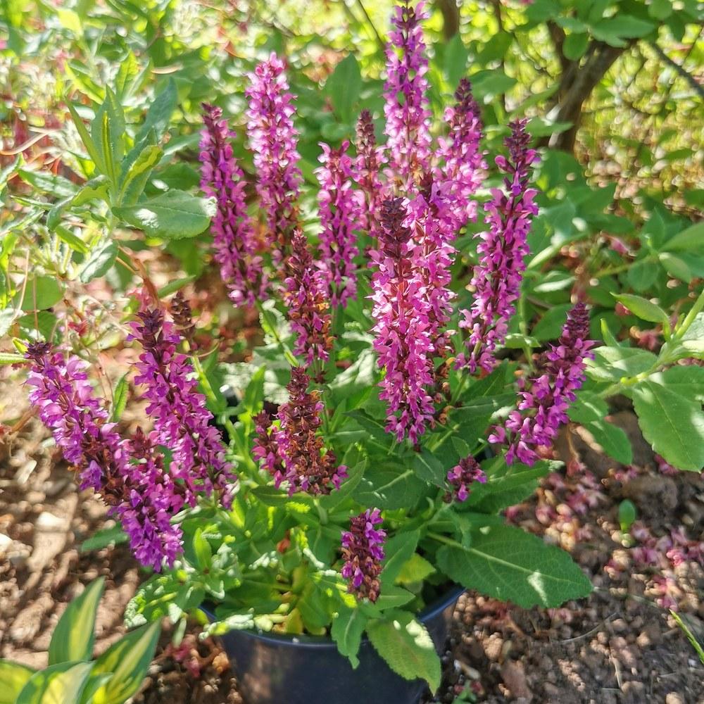 Meadow Sage (Salvia nemorosa 'Bumbleberry') in the Salvias Database ...