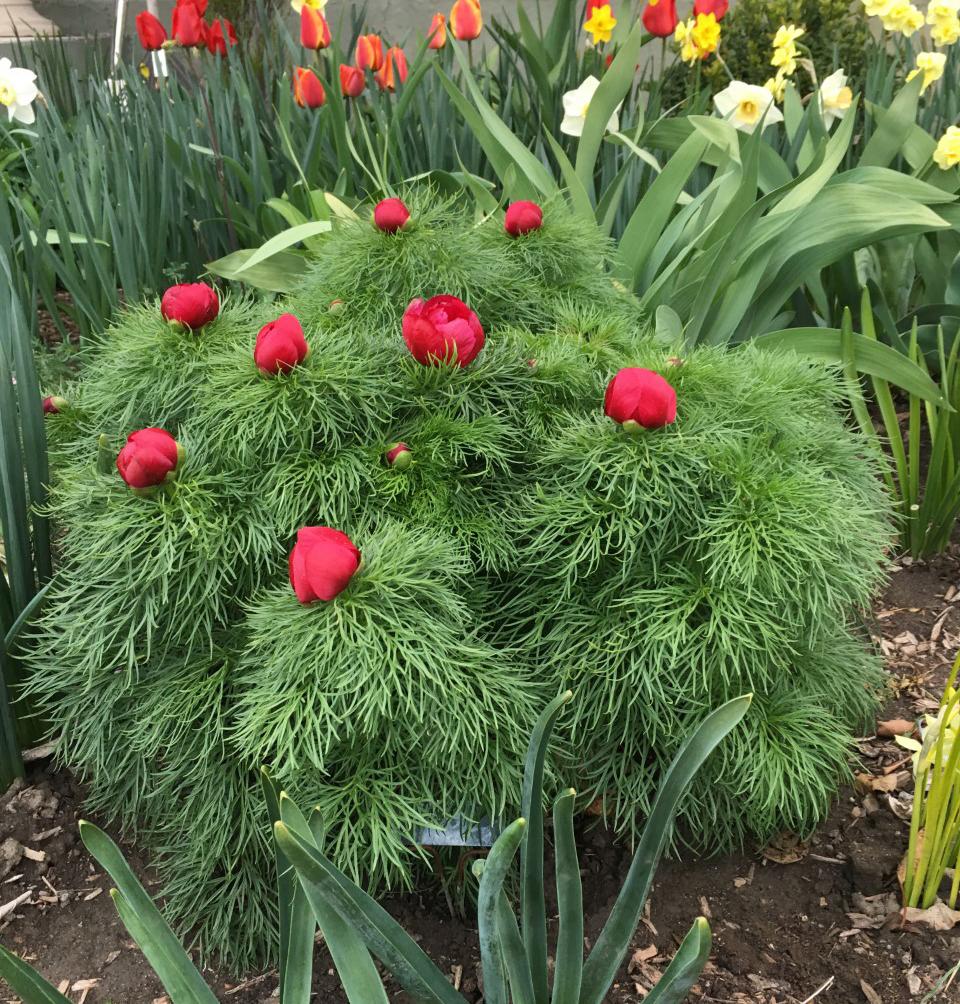 Photo of the entire plant of Fern Leaf Peony (Paeonia tenuifolia ...