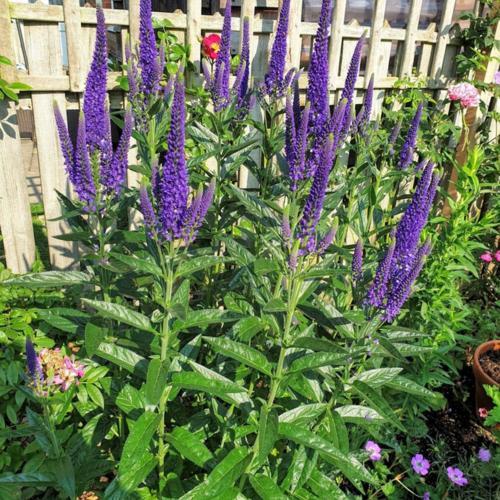 Garden Speedwell (Veronica longifolia First Glory) in the Veronicas ...