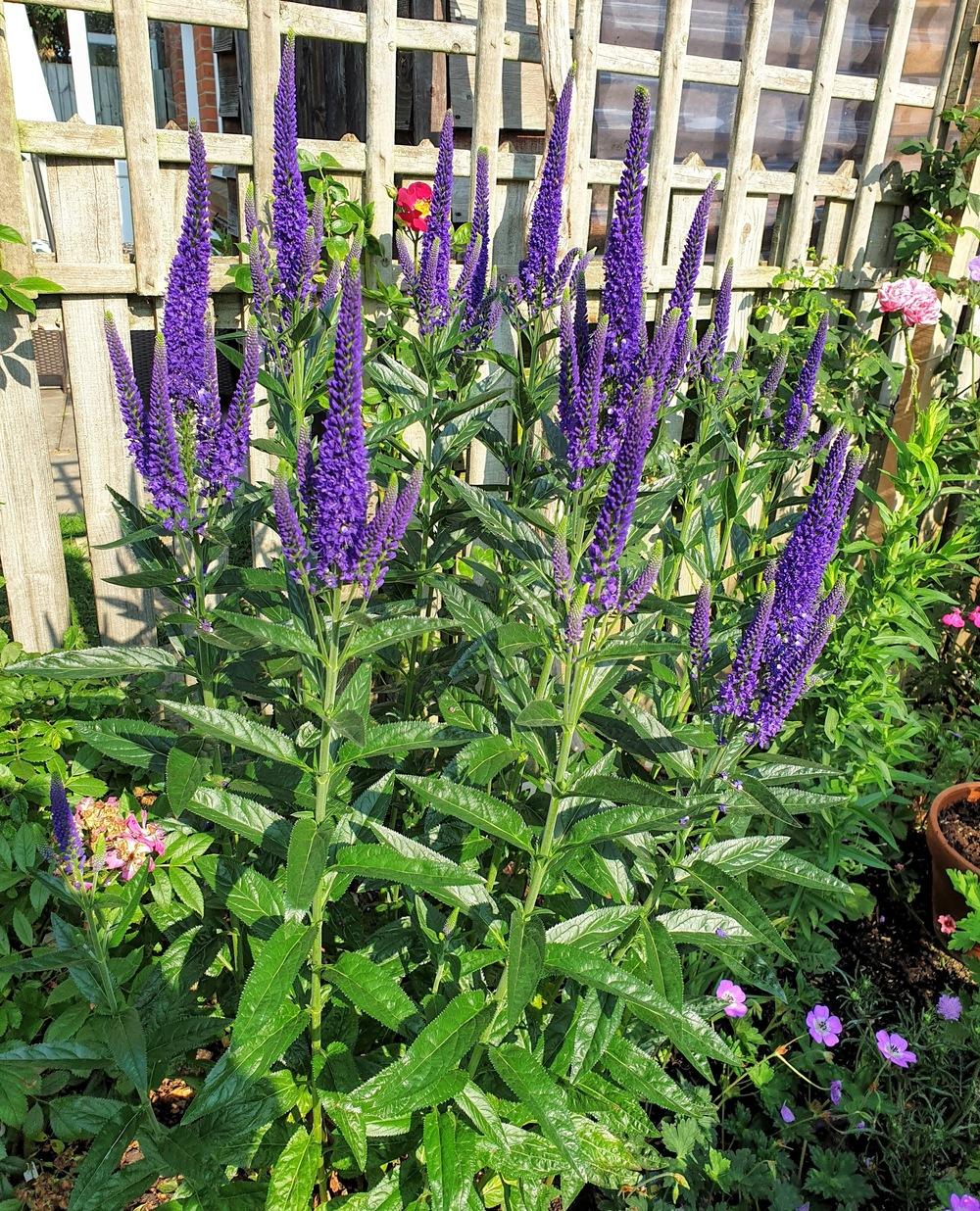 Garden Speedwell (Veronica longifolia First Glory) in the Veronicas ...