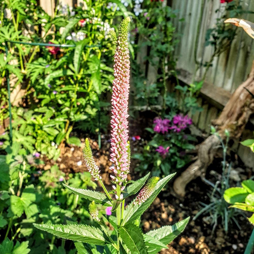 Speedwell (Veronica longifolia First Kiss) in the Veronicas Database ...