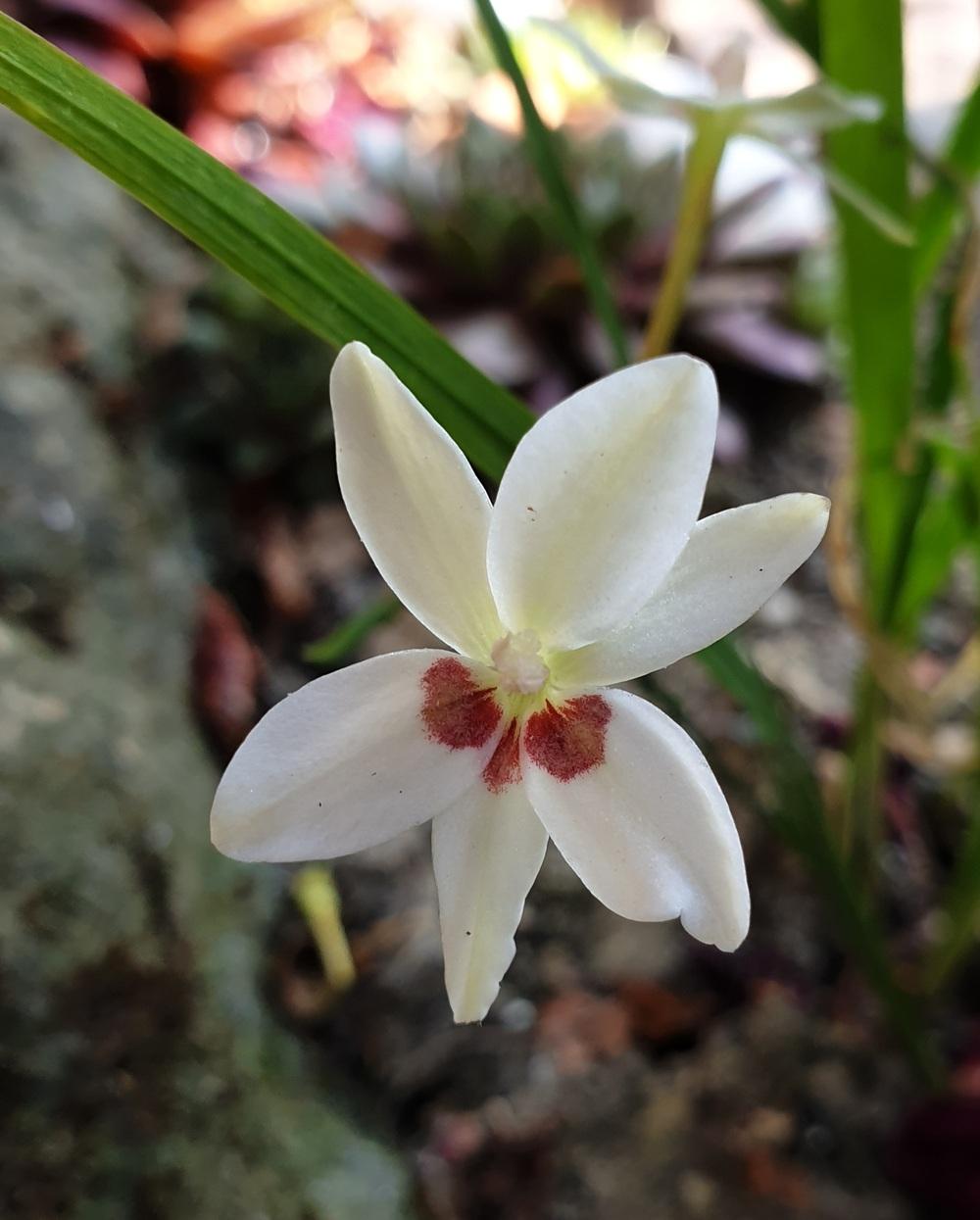 False Freesia (Freesia laxa 'Joan Evans') in the Freesias Database ...