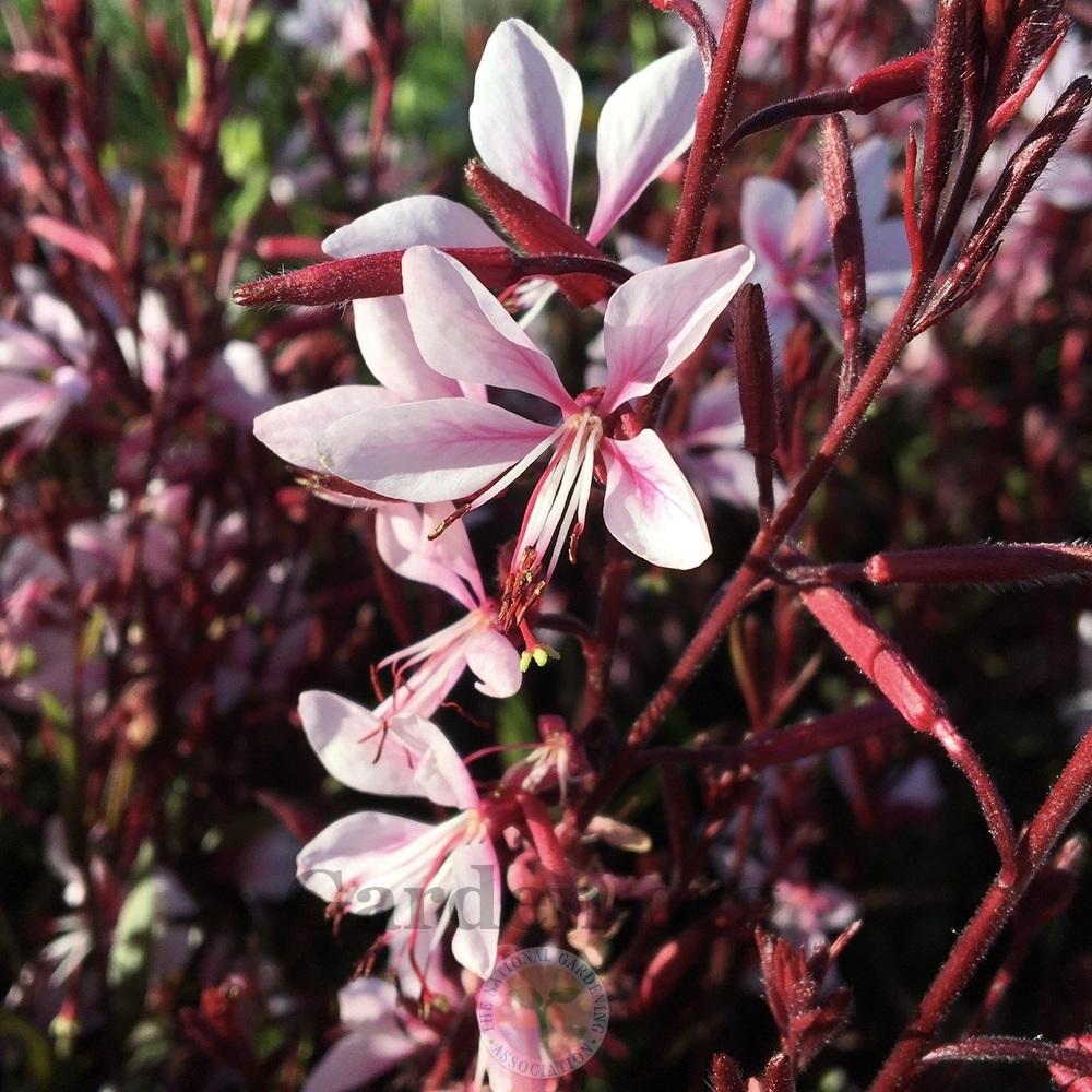 Gaura (Oenothera lindheimeri Steffi™ Blush Pink) in the Oenotheras ...
