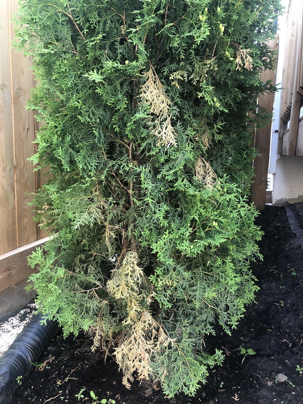 Brandon Cedars Browning in the Ask a Question forum - Garden.org