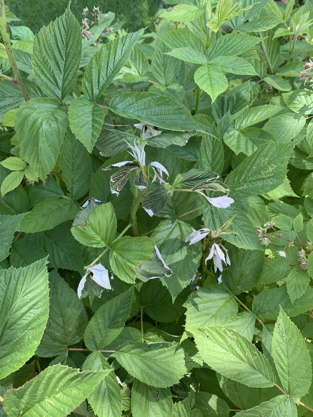 Please help identify Raspberry problem....could this be leaf curl? in ...