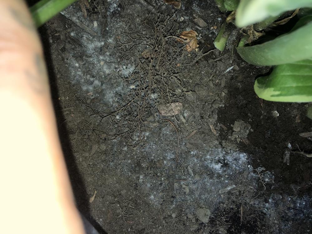 Mold? Under fabric by hostas. in the Ask a Question forum - Garden.org