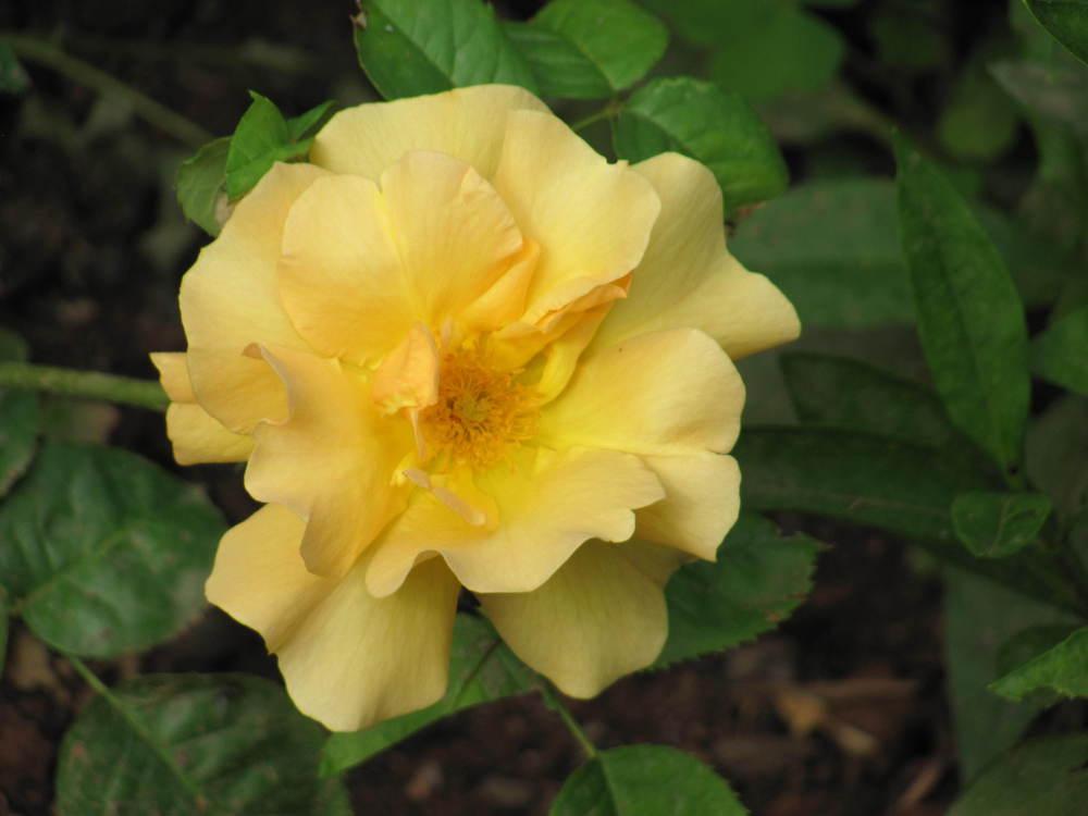 Rose (Rosa 'Bill Reid') in the Roses Database - Garden.org