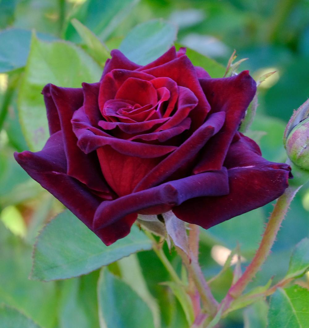 Photo of the bloom of Rose (Rosa 'Black Baccara') posted by AnnKNCalif ...