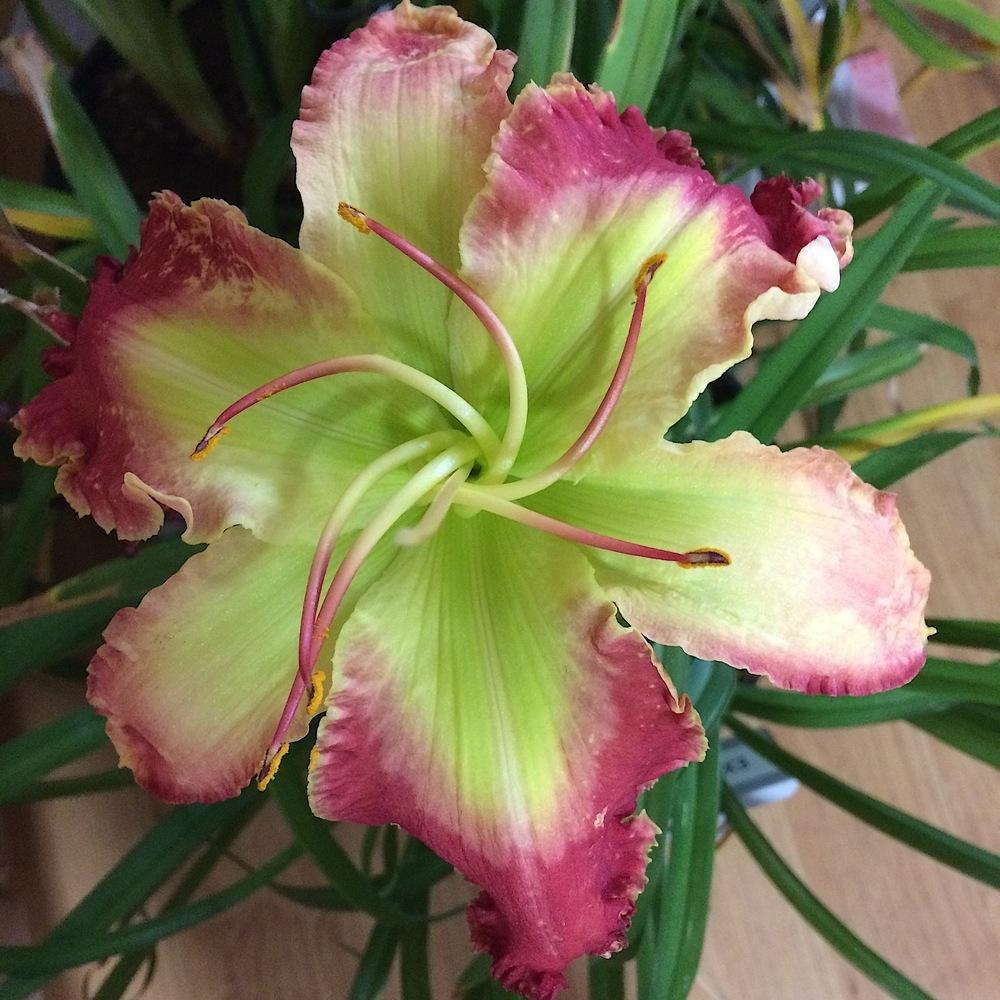Photo of the bloom of Daylily (Hemerocallis 'Exotic Ruby') posted by ...