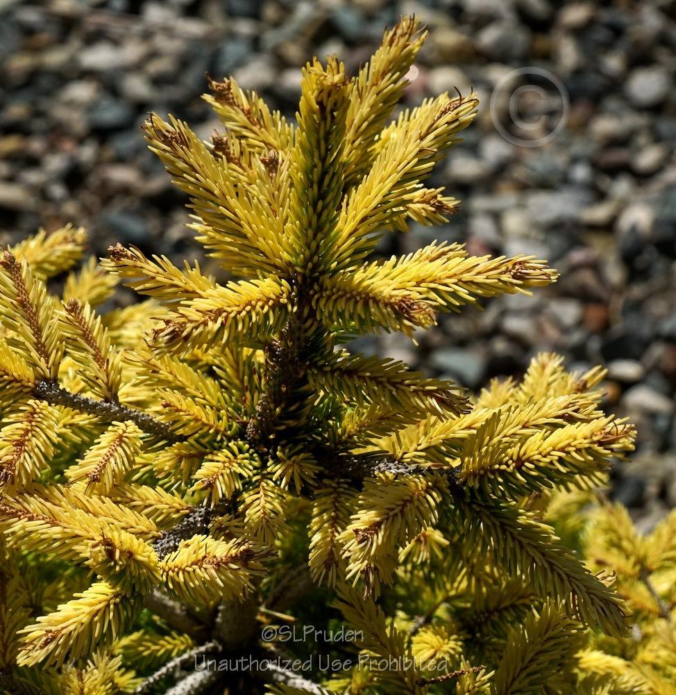 Oriental Spruce (Picea orientalis 'Firefly') in the Spruces Database ...