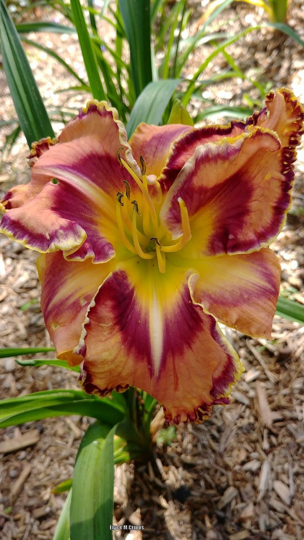 Daylily (Hemerocallis 'Eva Roebuck') in the Daylilies Database - Garden.org