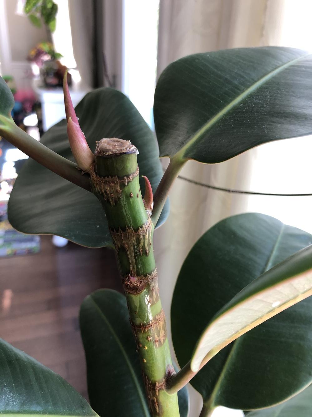 Rubber Tree Pruning advice? in the Houseplants forum - Garden.org