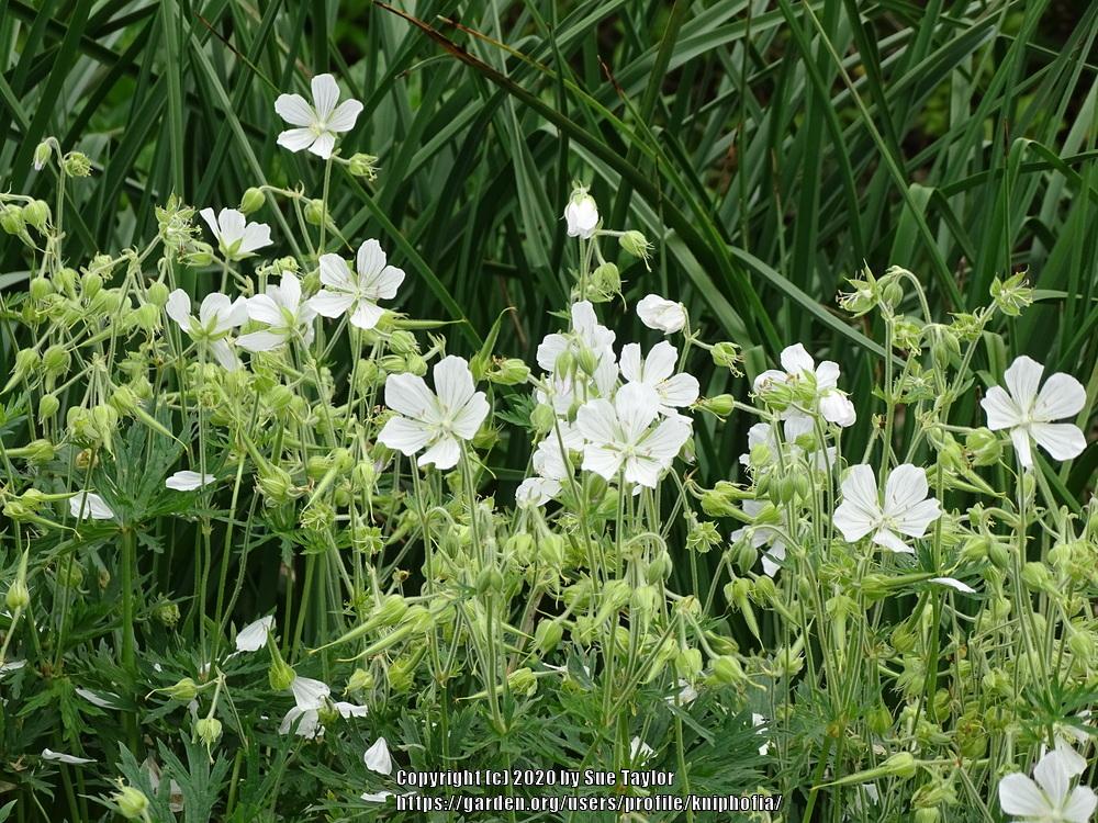 Hardy Geranium (Geranium pratense 'Galactic') in the Geraniums Database ...