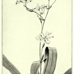 Species Iris (Iris wattii) in the Irises Database - Garden.org