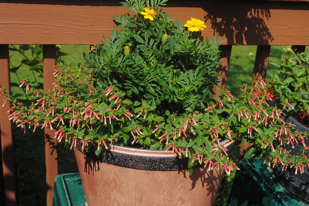 Photo of the entire plant of Cuphea Honeybells posted by ILPARW ...