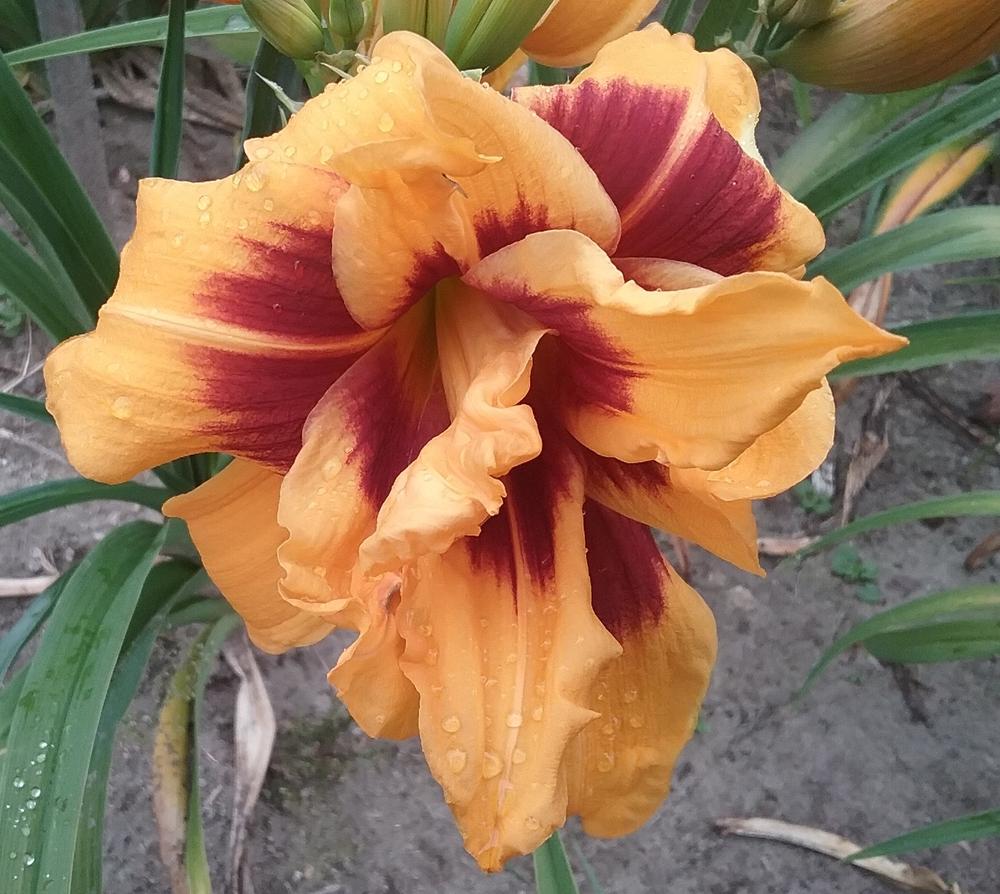 Daylily (Hemerocallis 'Double Bold One') in the Daylilies Database - Garden.org