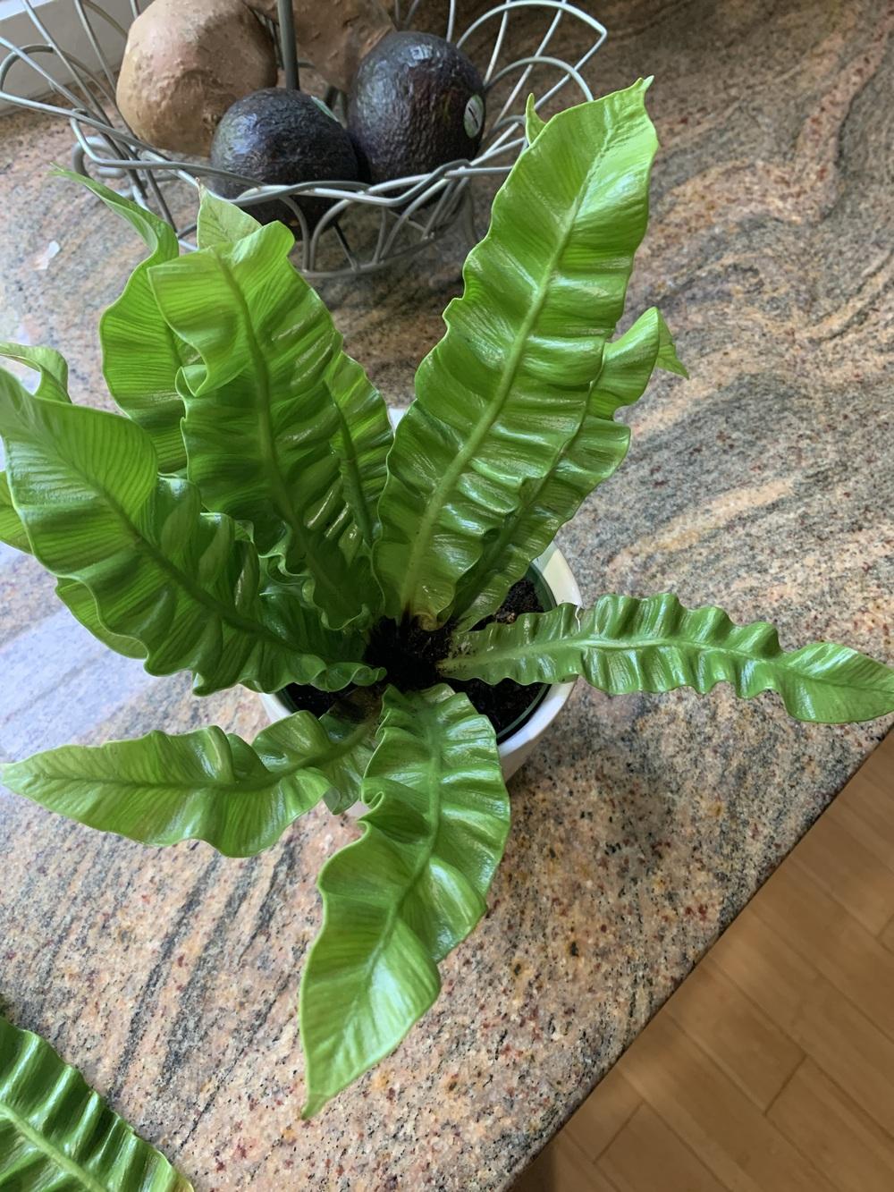 Japanese Fern (wavy fern) in the Ask a Question forum - Garden.org