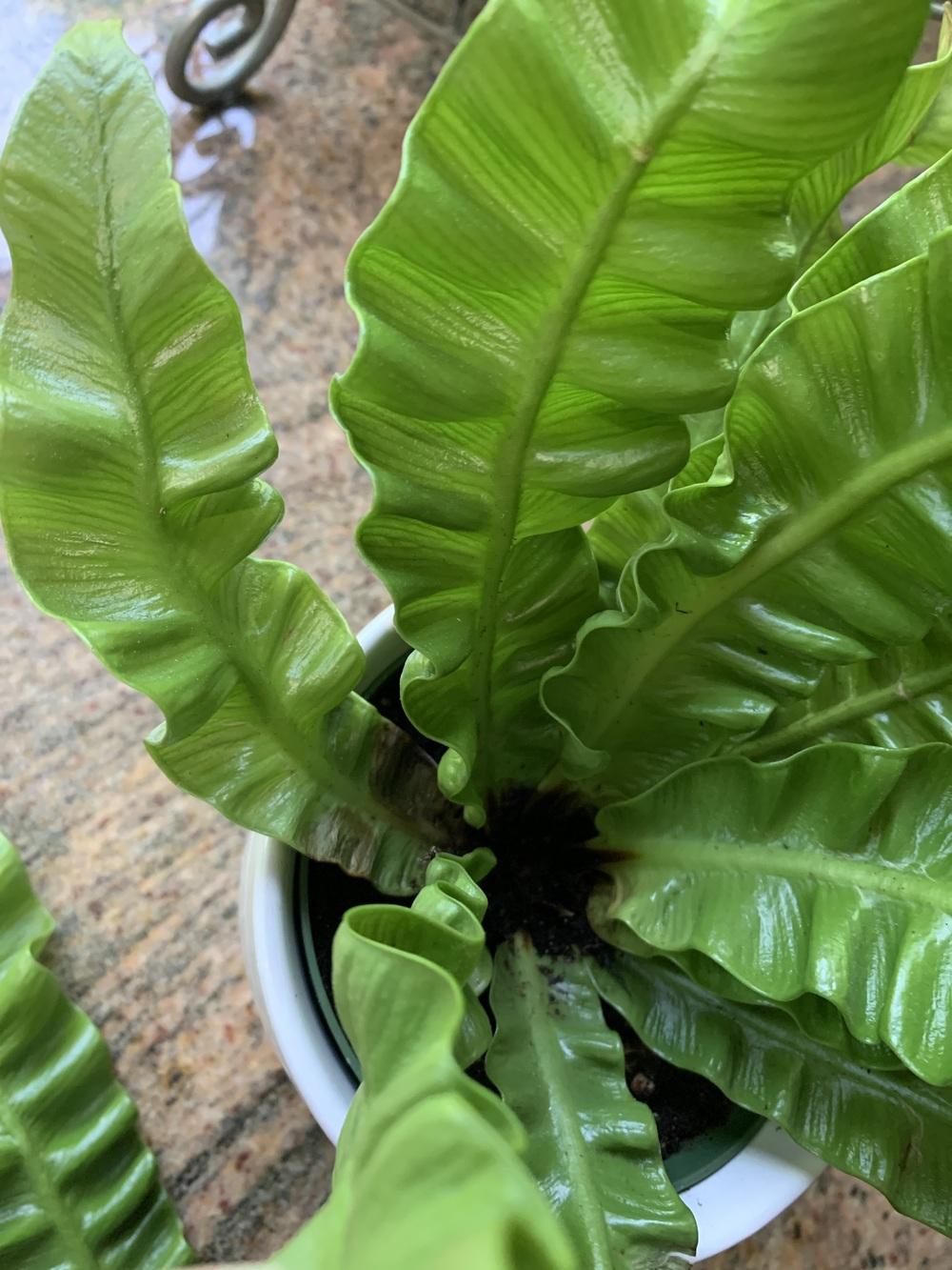 Japanese Fern (wavy fern) in the Ask a Question forum - Garden.org