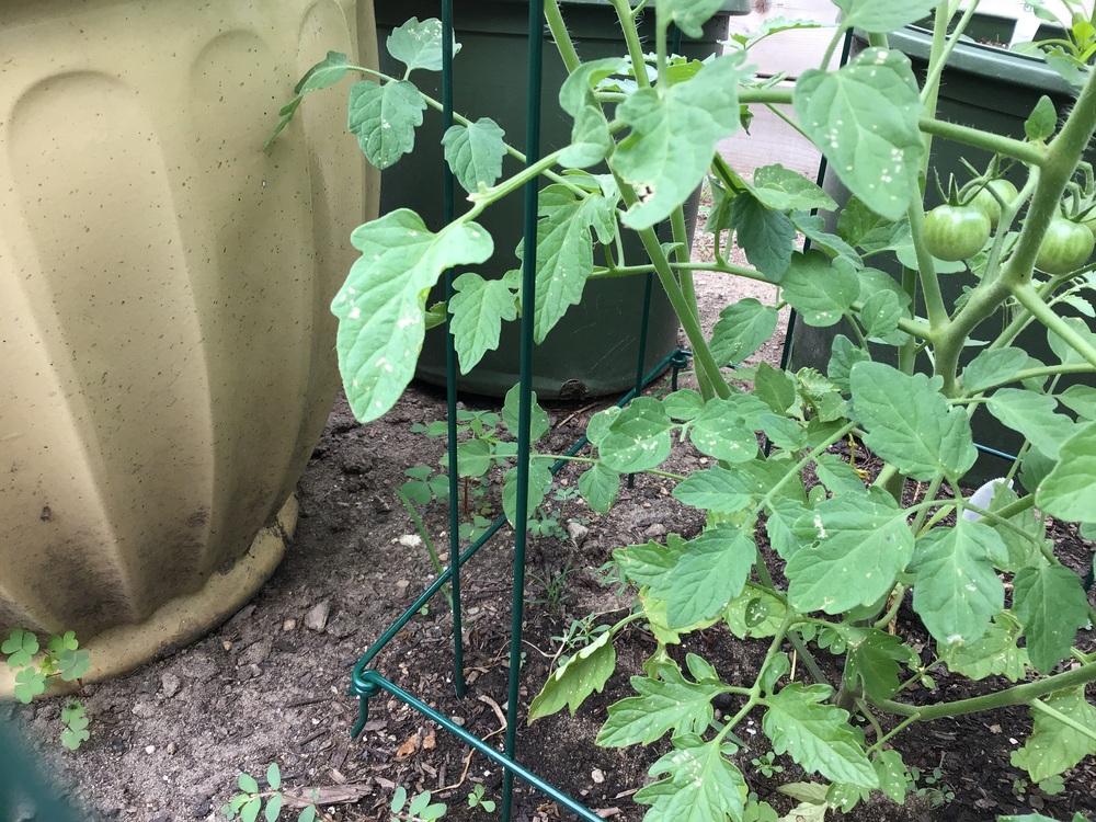 Tomato rust? in the Ask a Question forum - Garden.org