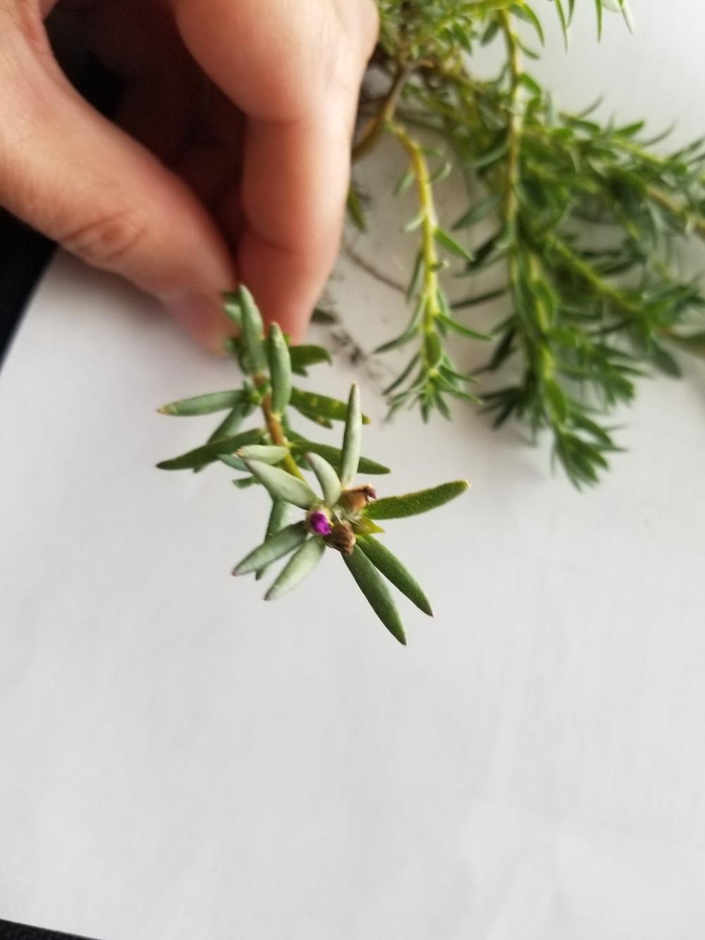 Identifying Central Florida weed with thick leaves and purple flowers ...