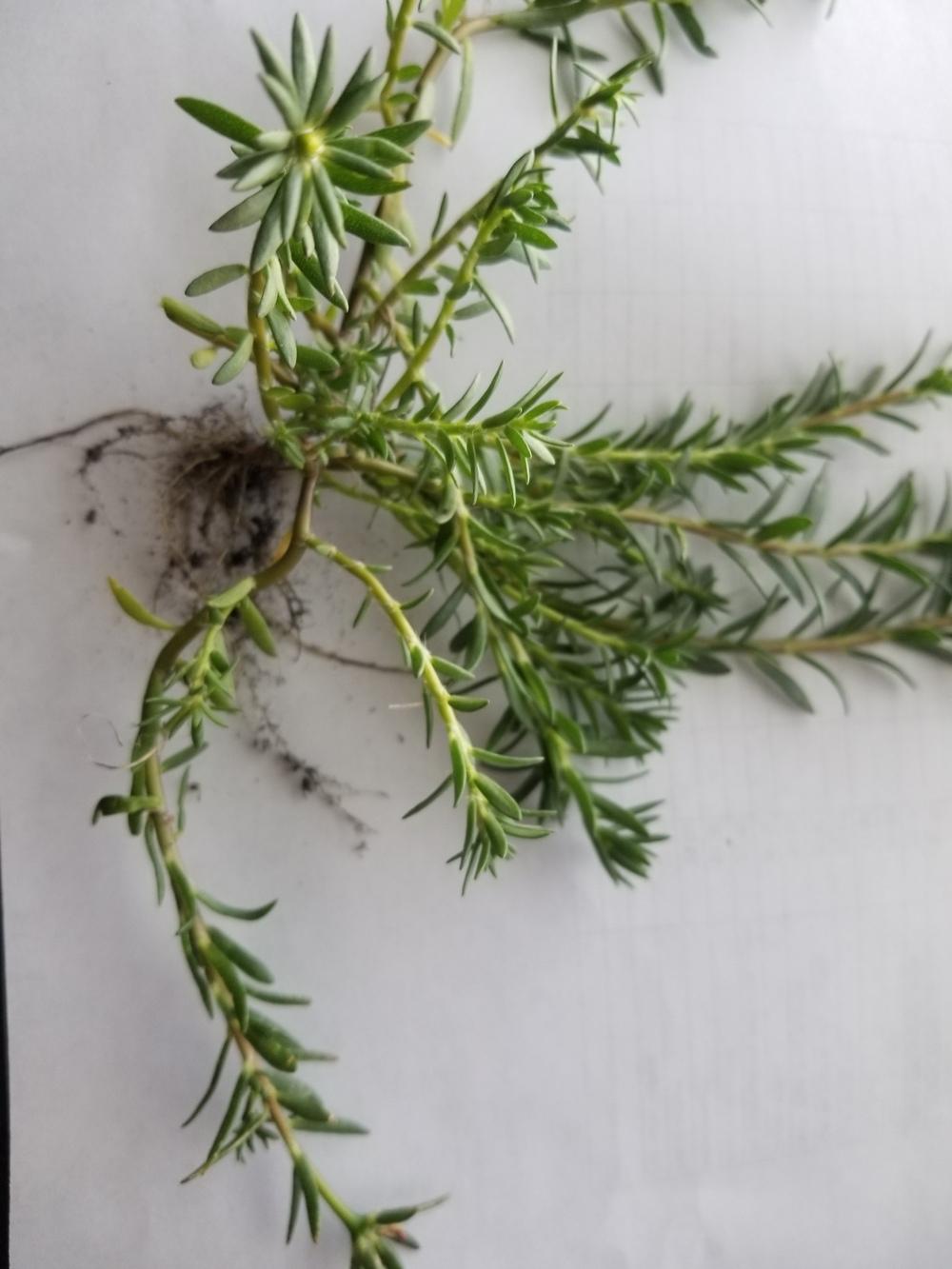 Identifying Central Florida weed with thick leaves and purple flowers ...
