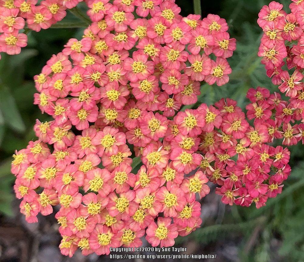 Yarrows: Plant Care and Collection of Varieties - Garden.org