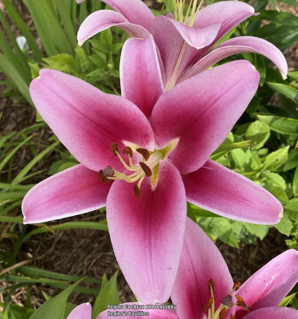 Photo of the bloom of Lily (Lilium 'Dalian') posted by scflowers ...