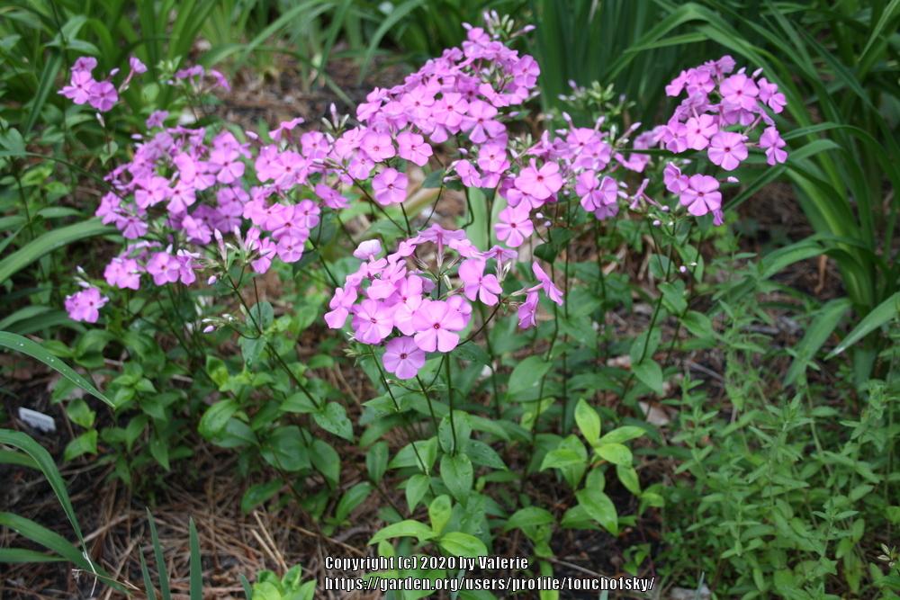 Phlox 'Spring Delight' in the Phloxes Database - Garden.org