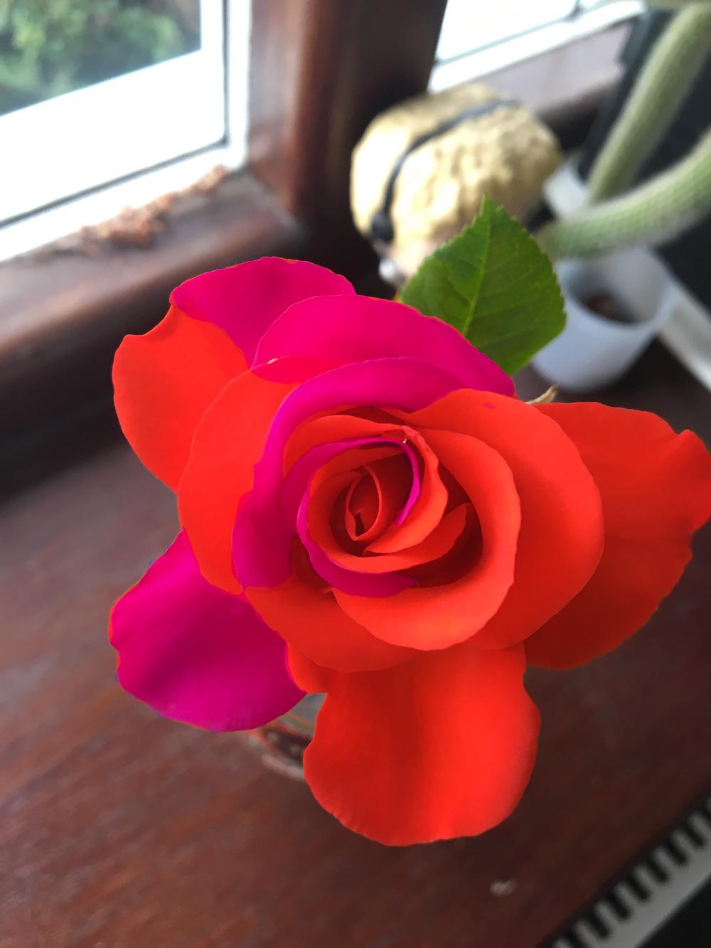 Strange mutation in the Roses forum - Garden.org