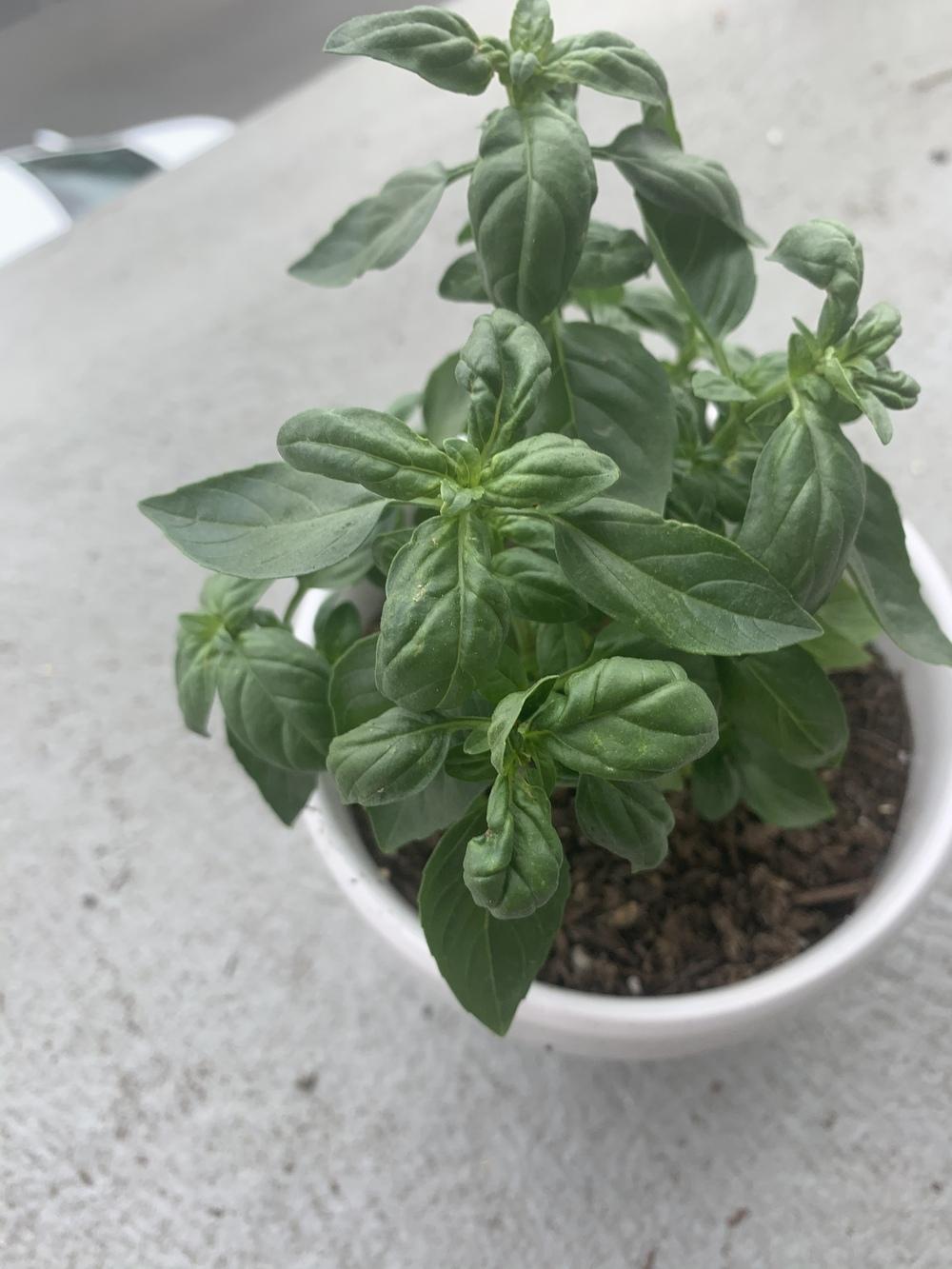 Basil plants white dust and powder, new growth turning yellow in the ...