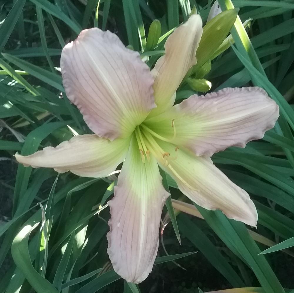 Daylily (Hemerocallis 'Prague Spring') in the Daylilies Database ...