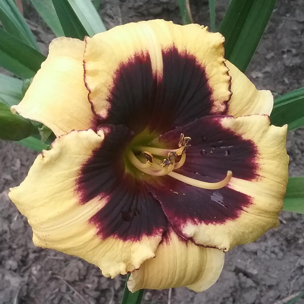 Daylily (Hemerocallis 'Panther Eyes') in the Daylilies Database - Garden.org