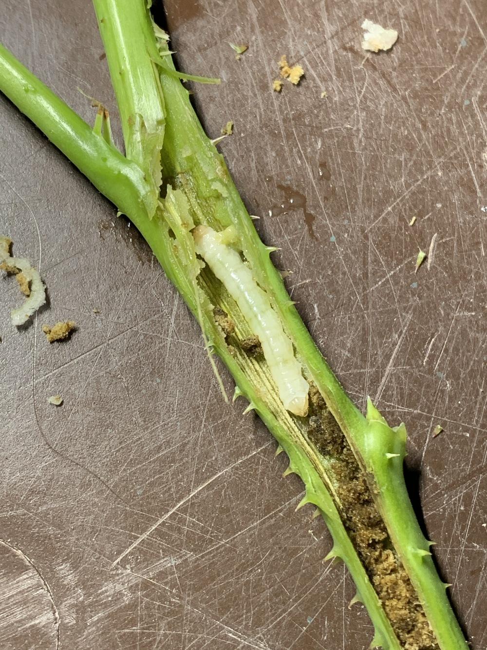 Please help identify Raspberry problem....could this be leaf curl? in ...