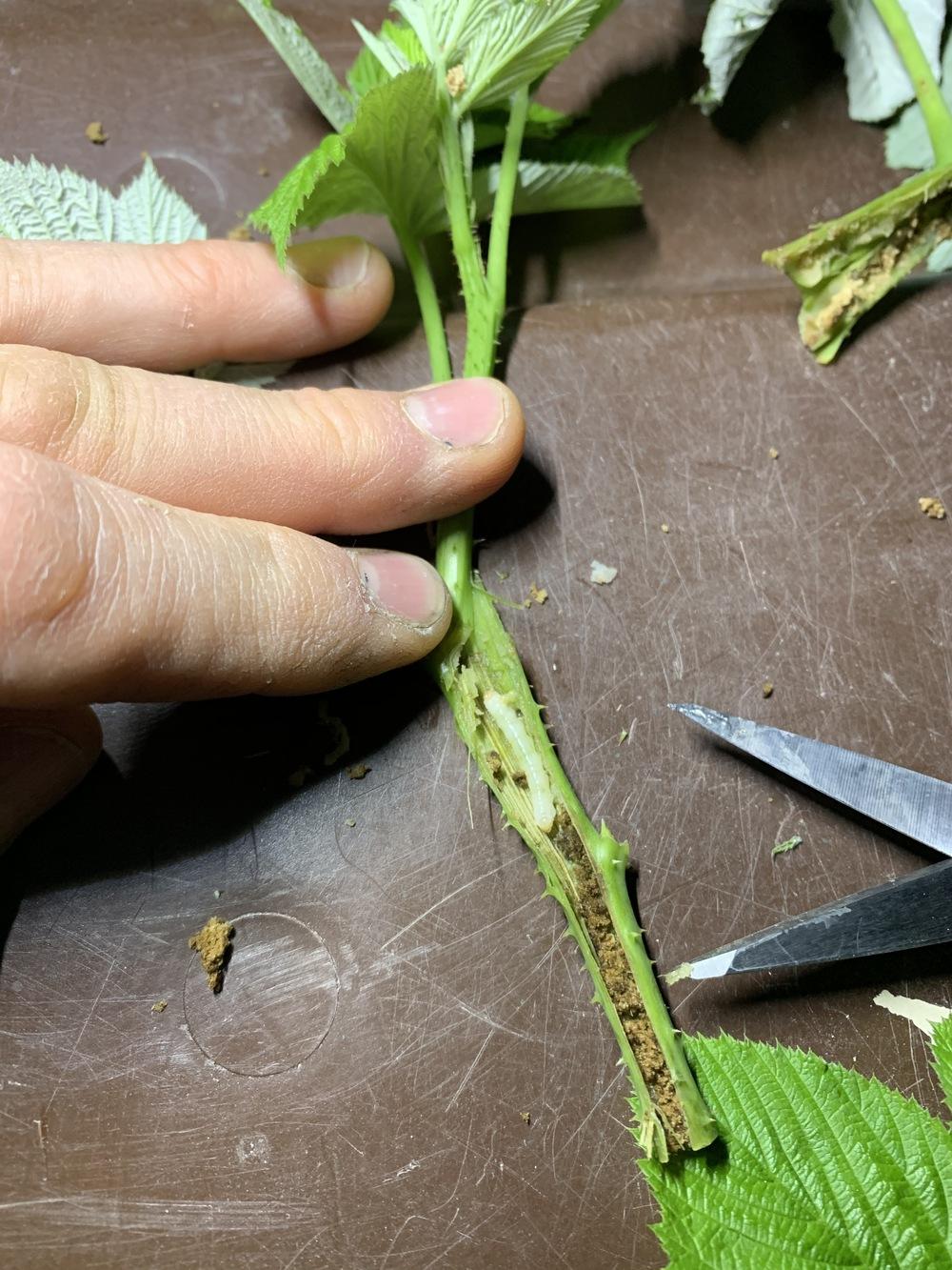 Please help identify Raspberry problem....could this be leaf curl? in ...