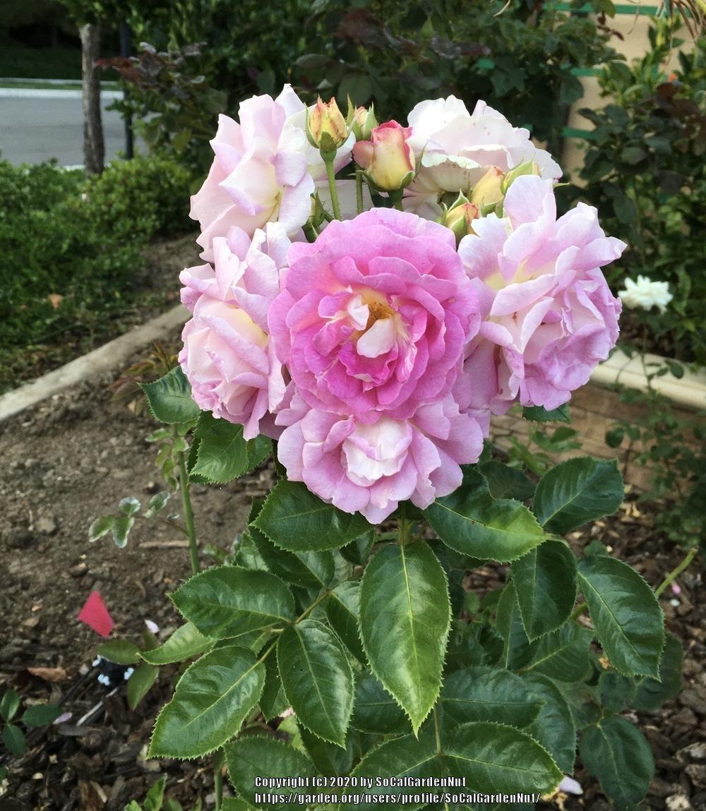 Photo of the bloom of Rose (Rosa 'Arctic Blue') posted by ...