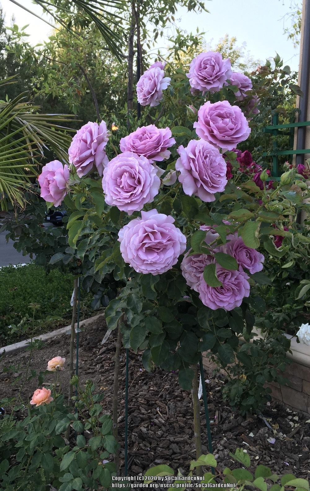 Photo of the entire plant of Rose (Rosa 'Love Song 2011') posted by ...