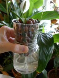 Experiments with moler clay (terramol) in the Philodendrons, Elephant ...