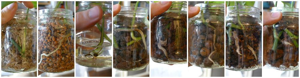 Experiments with moler clay (terramol) in the Philodendrons, Elephant ...