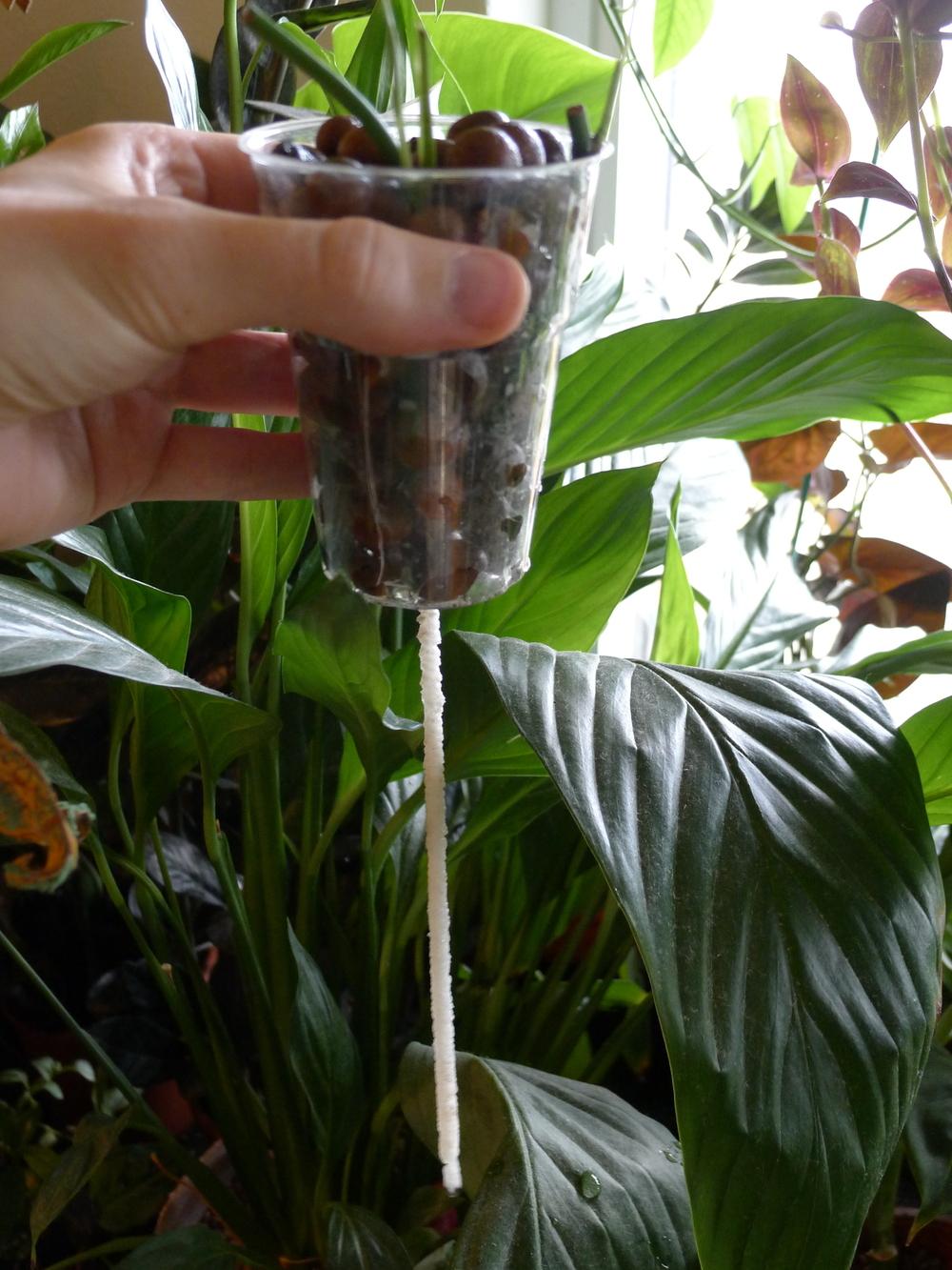 Experiments with moler clay (terramol) in the Philodendrons, Elephant ...