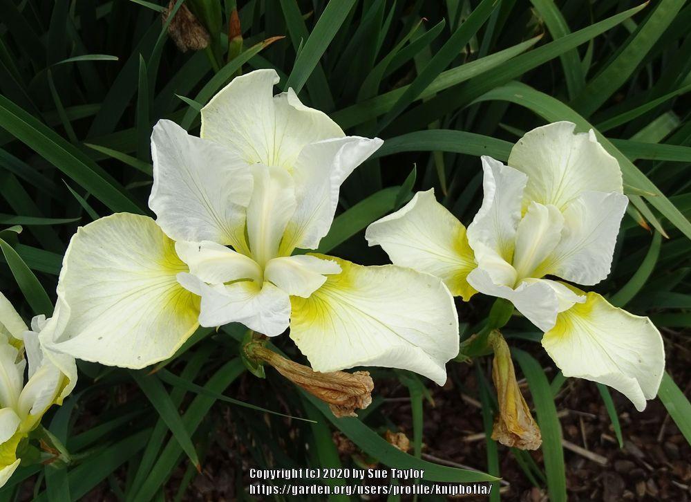 Siberian Iris (Iris 'Dreaming Yellow') in the Irises Database - Garden.org