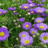 Photo of the bloom of Dainty Daisy (Erigeron speciosus 'Dignity ...