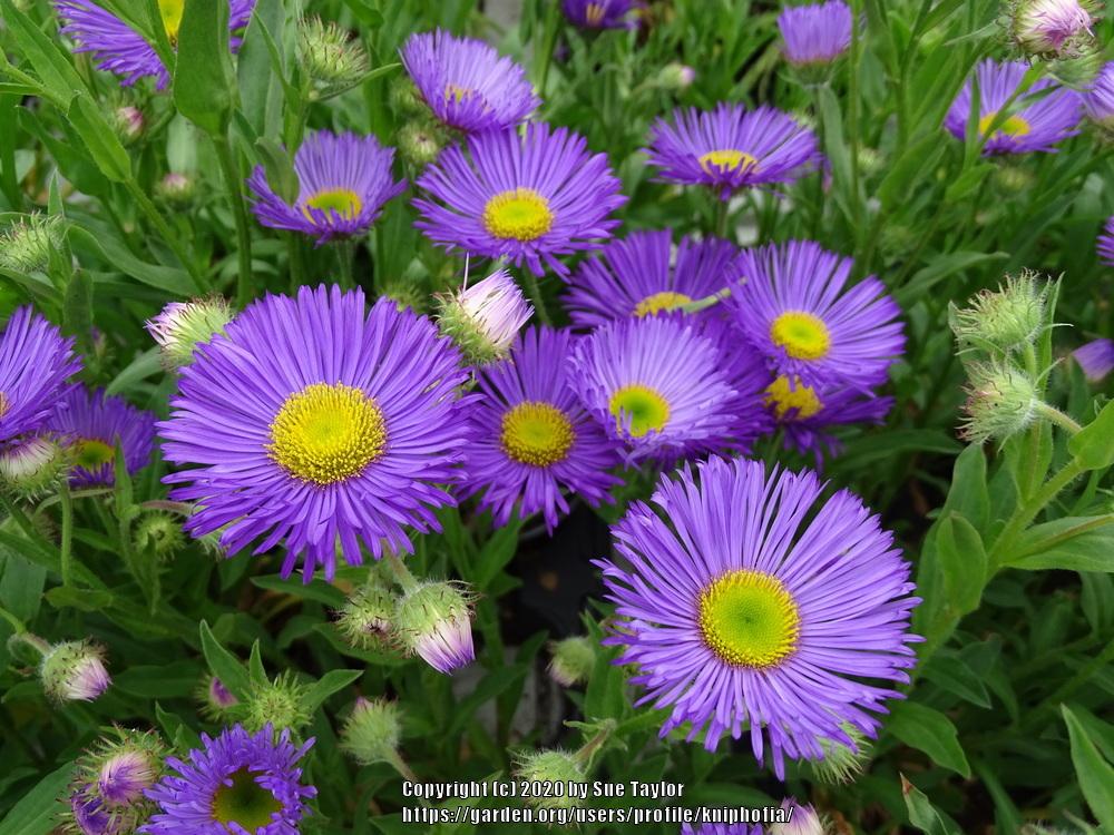 Dainty Daisy (Erigeron speciosus 'Dignity') - Garden.org