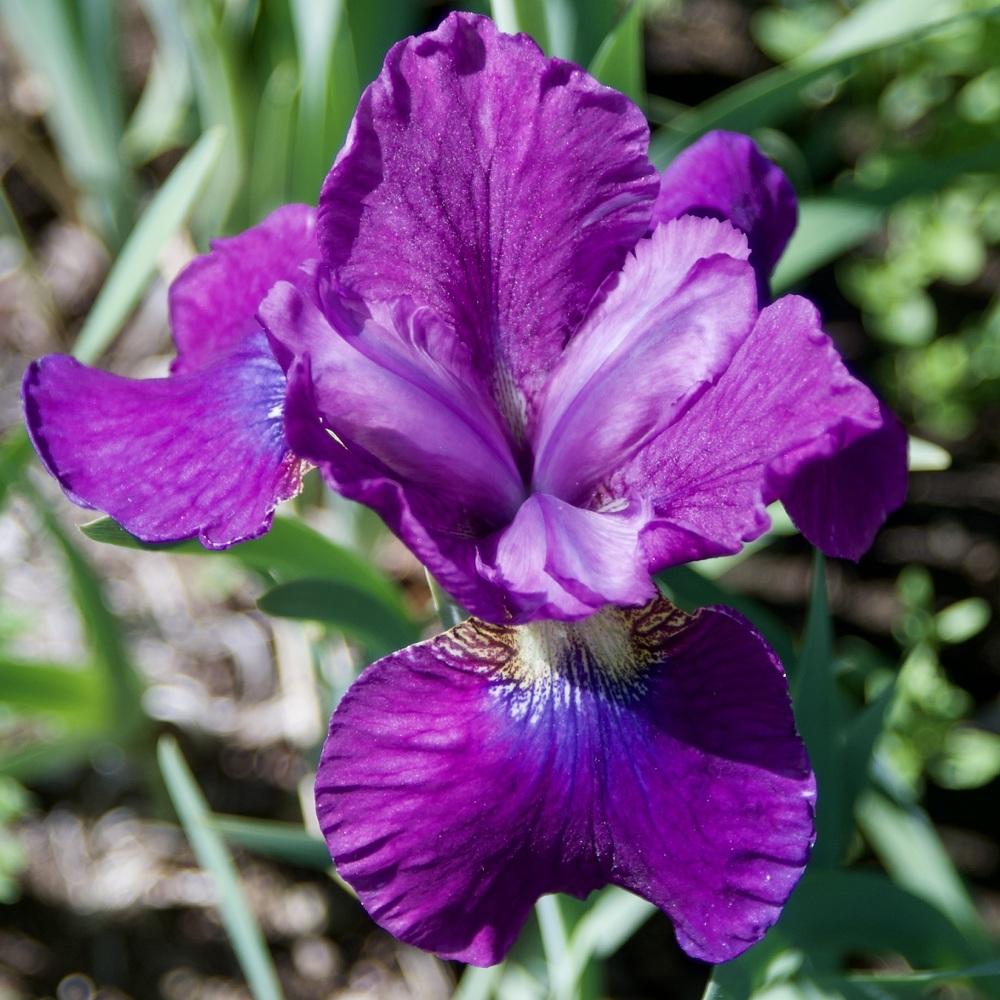 Siberian Iris (Iris 'Ruby Kiss') in the Irises Database - Garden.org