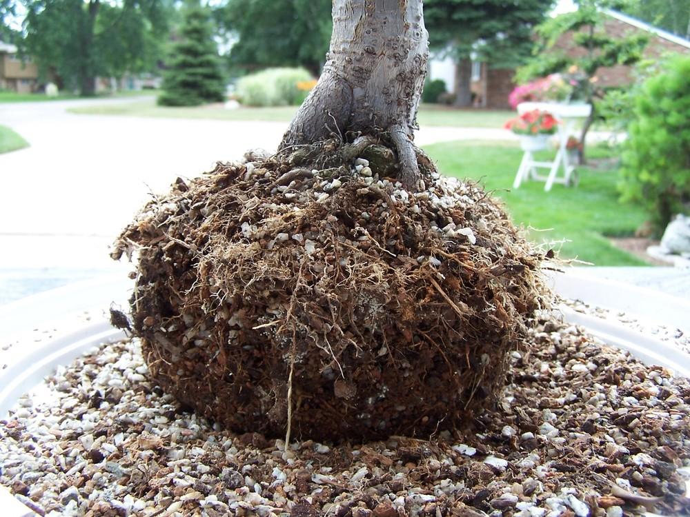 Care for Ficus in Pots - lyrata, elastica, benjamina, benghalensis ...