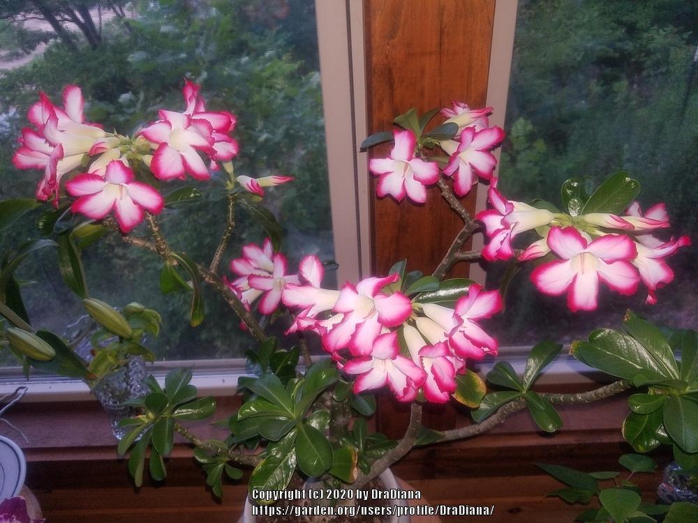 Adeniums: Plant Care and Collection of Varieties - Garden.org