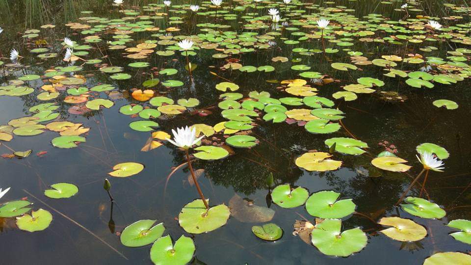 Lotus flower id in the Plant ID forum - Garden.org