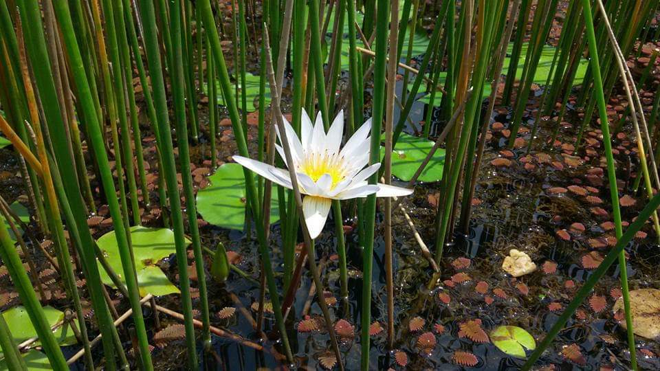 Lotus flower id in the Plant ID forum - Garden.org