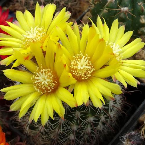 Parodia microsperma 'Setifera' - Garden.org