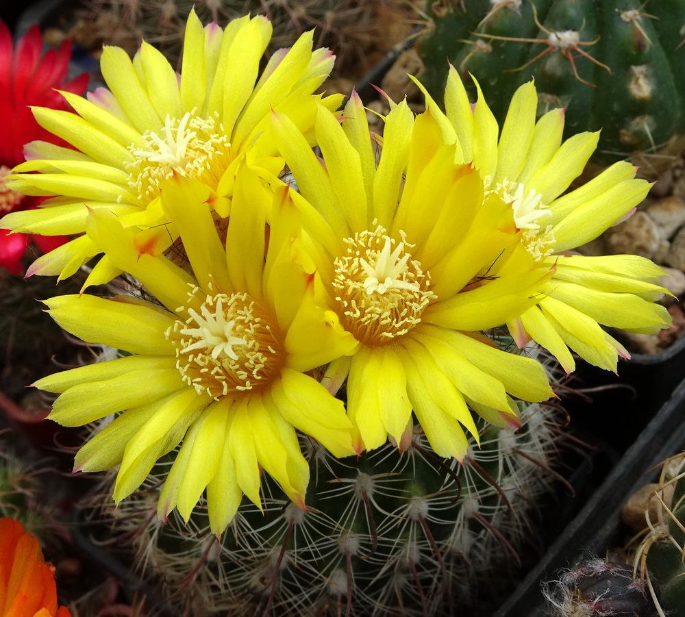 Parodia microsperma 'Setifera' - Garden.org